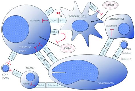 The Scheme Of Immune Checkpoint Molecules Associated With Anti Leukemic