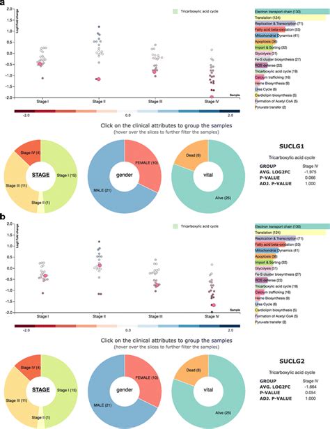In Depth Analysis Of The Dynamics Of The Tca Pathway In Kirp Cancer