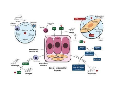 Schematic Presentation Of The Interplay Between Sex Steroids And
