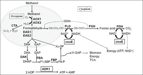 Methanol Utilisation Pathway Of P Pastoris Highlighting The Possible