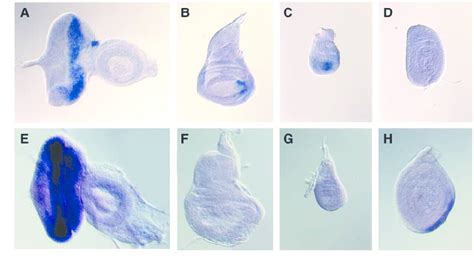 Comparison Of Optix And So Expression In The Wildtype Discs Of Late