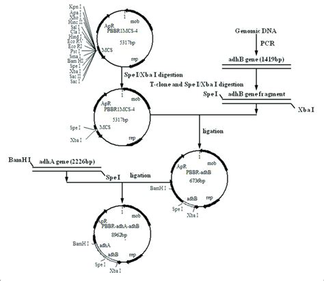 Construction Of Recombinant Plasmid Pbbr Adha Adhb Download