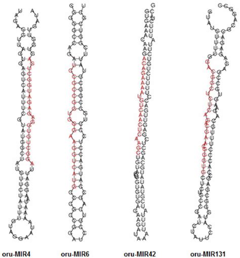 Examples Of Stem Loop Hairpin Secondary Structures Of Predicted New