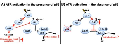 Inverse Relationship Between P53 And Phospho Chk1 Ser317 Protein