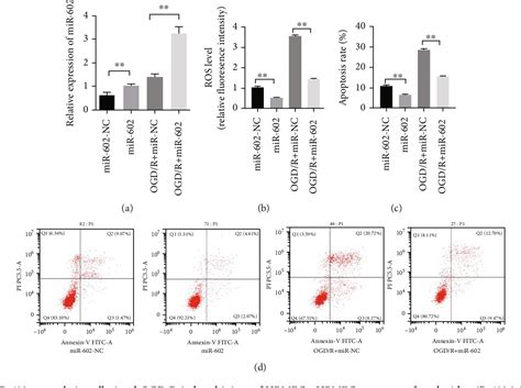 Figure 3 From Mir 602 Activates Nrf2 Antioxidant Pathways To Protect