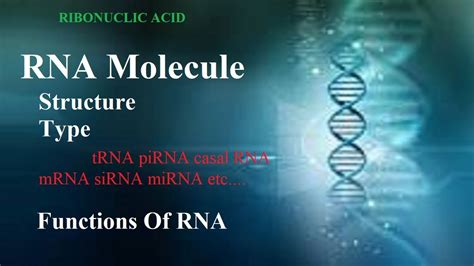 What Is A Rna Structure Type And Functions Of Rna Molecule