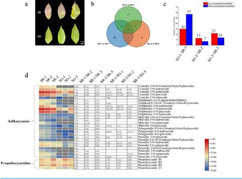 Figure 1 From Integrated Metabolomic And Transcriptomic Analysis Of The