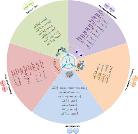 Frontiers Current Understanding Of Exosomal Micrornas In Glioma