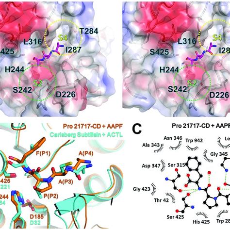 Substrate Binding Mode Of Pro21717 Cd A Stereoview Of The