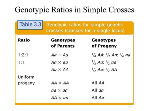 Ppt Bio 2970 Lab 1 Mendelian Genetics In Zea Mays Powerpoint