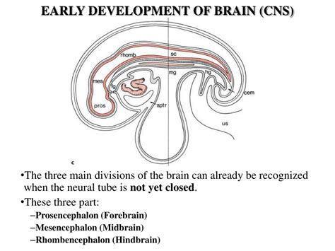 Ppt Development Of Nervous System Powerpoint Presentation Free