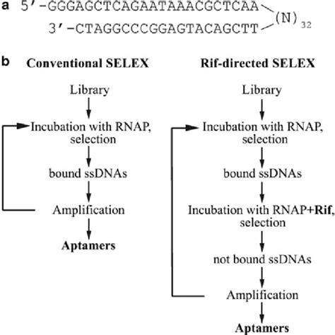 A General Scheme For Selection Of Rnap Specifi C Aptamers A A