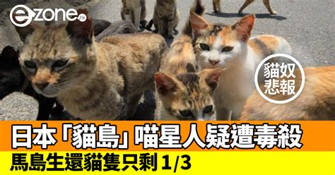 【貓奴悲報】日本「貓島」喵星人疑遭毒殺 馬島生還貓隻只剩 1／3 Ezone