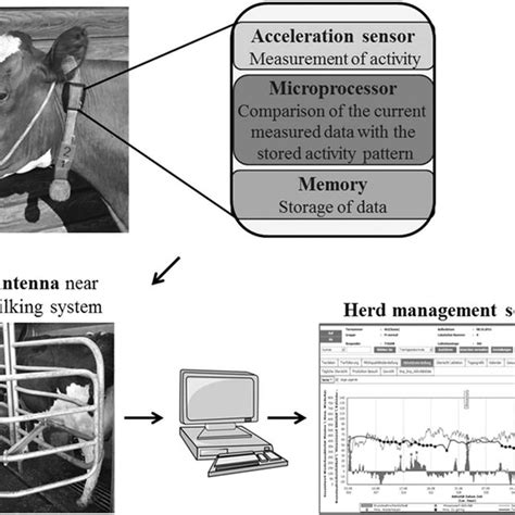 Mean Duration Of Cows Estrus In Dependence On The Detection Method And