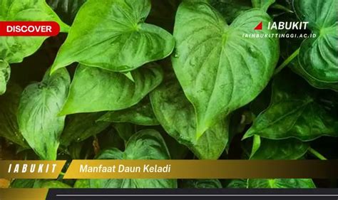 Intip 7 Manfaat Daun Keladi Yang Bikin Kamu Penasaran Discover