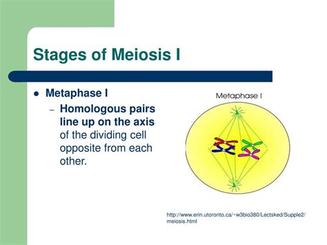 ppt mitosis and meiosis powerpoint presentation free download id