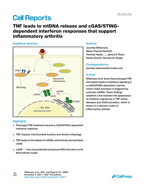 Pdf Tnf Leads To Mtdna Release And Cgas Sting Dependent Interferon