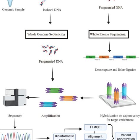 Pdf Next Generation Sequencing