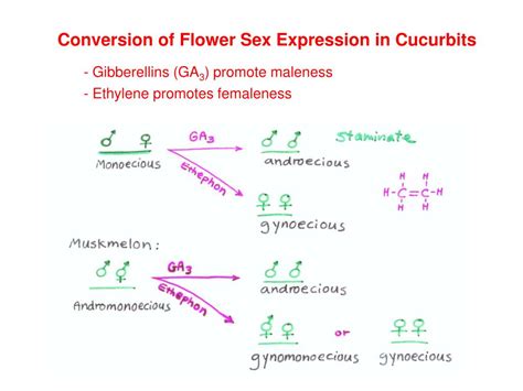 Ppt Chap 5 Differentiation And Development Powerpoint Presentation