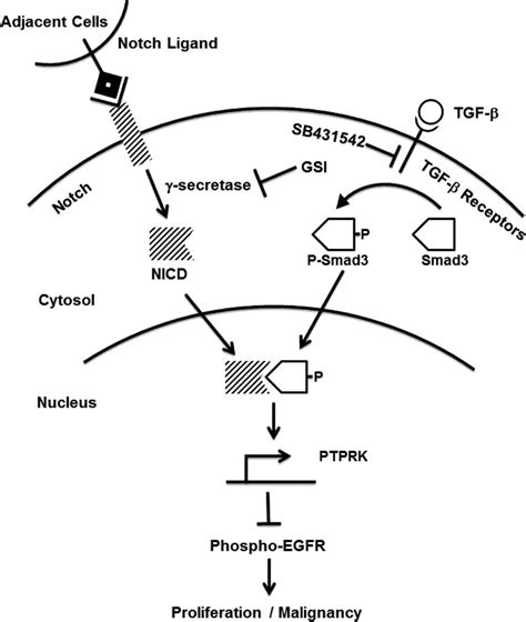 Gene Expression Of Ptprk And Hes 1 Is Coordinately Regulated By Notch