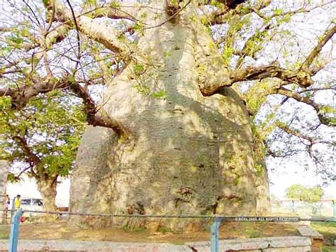 Uncovering The Baobab Tree Africas Iconic Tree And Its Lesser Known
