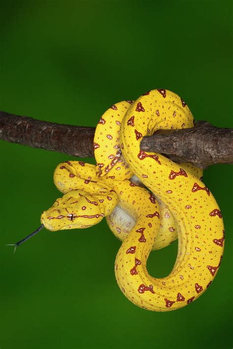 a juvenile green tree python photograph by dennis flaherty