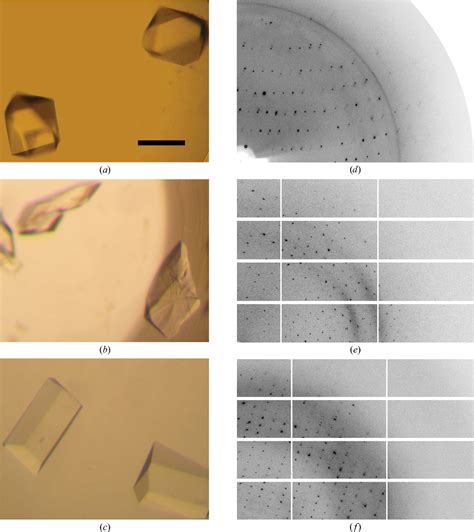 Figure 1 From Crystallization And Preliminary Characterization Of The