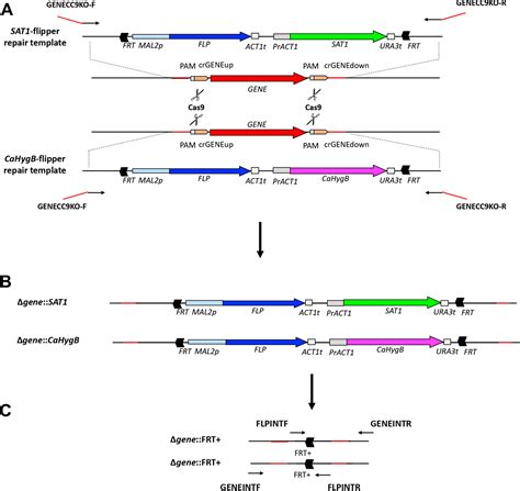 Rapid Hypothesis Testing In Candida Albicans Clinical Isolates Using A