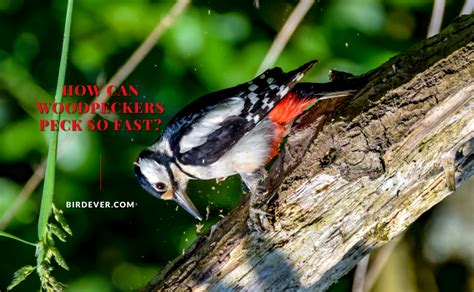 How Can Woodpeckers Peck So Fast 9 Feathered Reasons