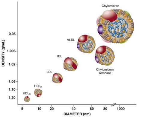 Hdl Vs Ldl Structure