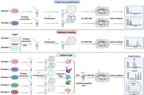 Figure 1 From Comprehensive Overview Of Bottom Up Proteomics Using Mass