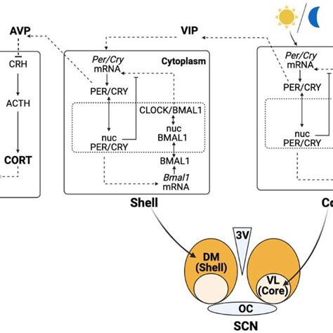 Schematic Representation Of The Two Level Model Upstream The Positive