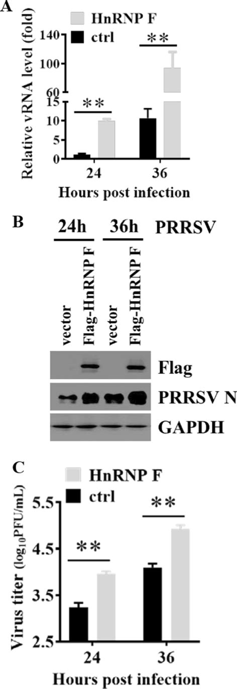 Overexpression Of Hnrnp F Facilitates Prrsv Replication A C Marc 145