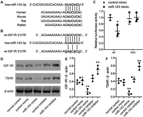 Mir 143 Binds To Igf 1r And Regulates Its Expression A Putative