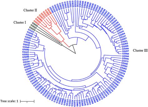 Cluster Dendrogram Of 127 Garlic Germplasm Based On Phenotypic Traits