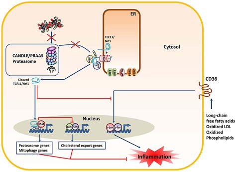 Frontiers Contribution Of The Unfolded Protein Response Upr To The