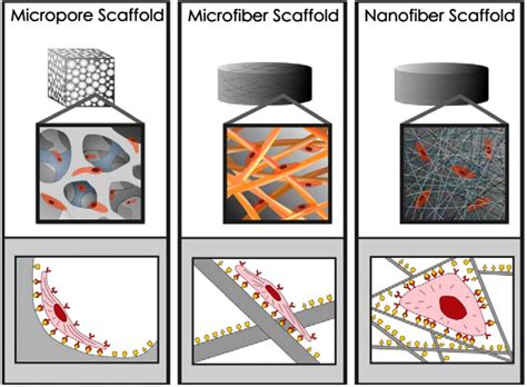 Biofabrication Of Tissue Scaffolds Intechopen