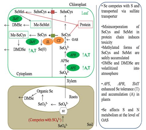 Table 1 From An Overview Of Selenium Uptake Metabolism And Toxicity