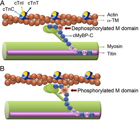 Phosphorylation And Function Of Cardiac Myosin Binding Protein C In