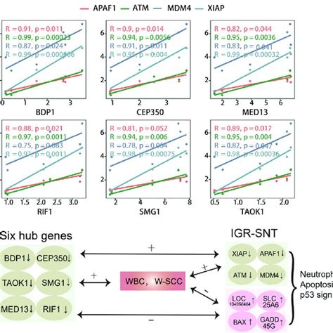 The Correlation Between The Expression Level Of The 6 Hub Genes And The
