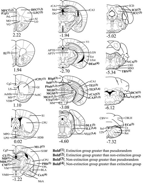 metabolic mapping of mouse brain activity after extinction of a