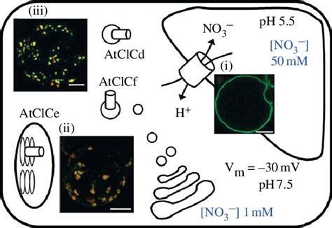 Schematic Representation Of The Subcellular Localization Of Atclc