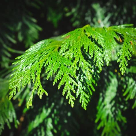 How To Identify Conifer Trees Pine Fir Spruce Juniper More Artofit