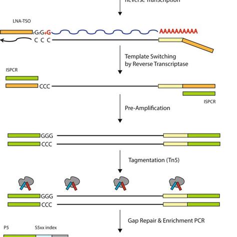 Flowchart Of The Smart Seq2 Library Preparation Single Cells Are