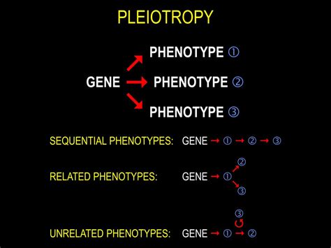 Ppt Lecture 11 From Gene To Phenotype Ii Powerpoint Presentation