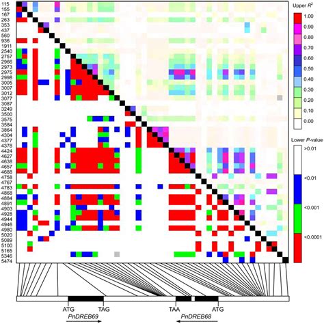 Pairwise Linkage Disequilibrium Ld In Sequenced Region Across The