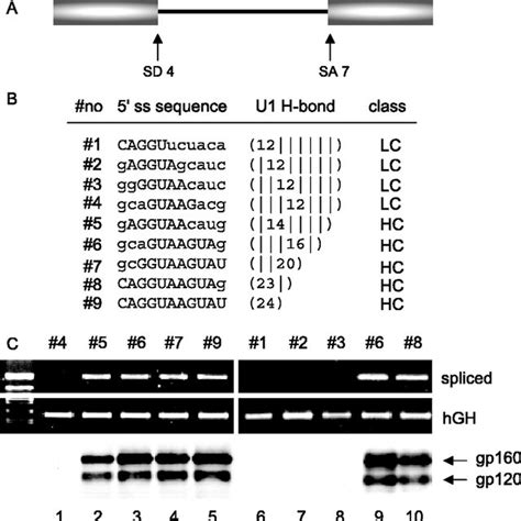 Schematic Drawing Of The Exon Intron Structure Of Pla2g7 Download