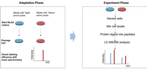 How To Perform Mass Spectrometry