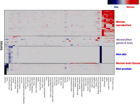 Heatmap Of Sex Differential Expression Sde Scores Of The Sex Specific