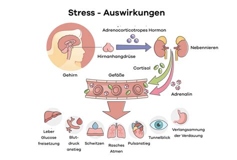 Welche Auswirkungen Hat Stress